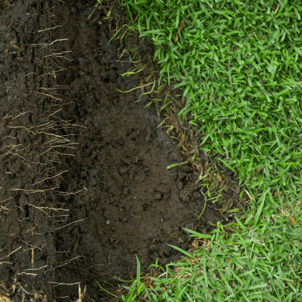 Zoysia Australis Turf - Glengallan Turf